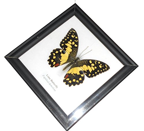 Insectfarm Framed Real Lime Butterfly Taxidermy and Insect Gift or Collection