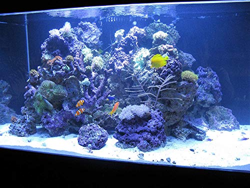 Kolar Labs Metabolix Bio-Pellets β Nitrate & Phosphate Treatment for All Aquariums, Fresh & Salt Water, 600g, 1.32 lb