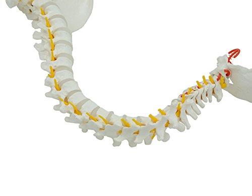 MonMed Life Size Vertebral Column Model with Spinal Nerves, Skull Base, and Pelvis β Flexible Spine Model with Stand