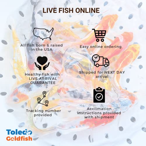 Toledo Goldfish Standard Fin Koi, Variety of Colors and Patterns - Perfect for Ponds or Aquariums - 4-5 Inches, 5 Count