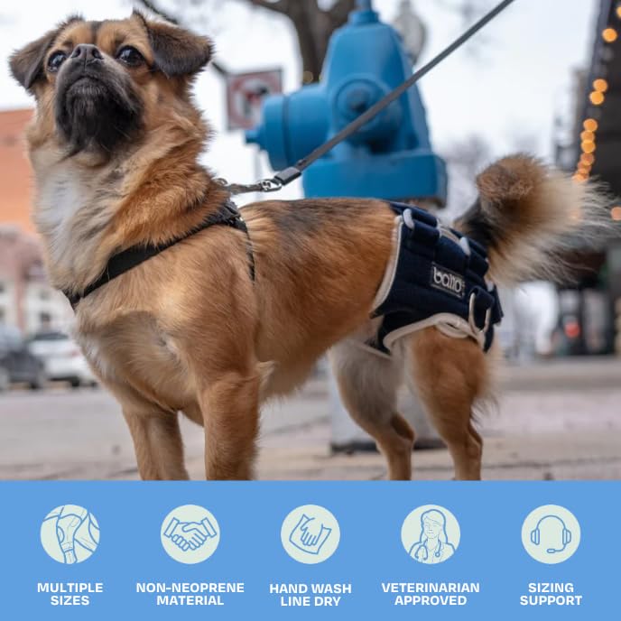 Balto Life Hip Dysplasia Brace – Dog Hip Support Harness – Hind End Adjustable Compression Brace - Distribute Weight Evenly Helps Prevent New Injuries – Rear Support Aide (Medium)