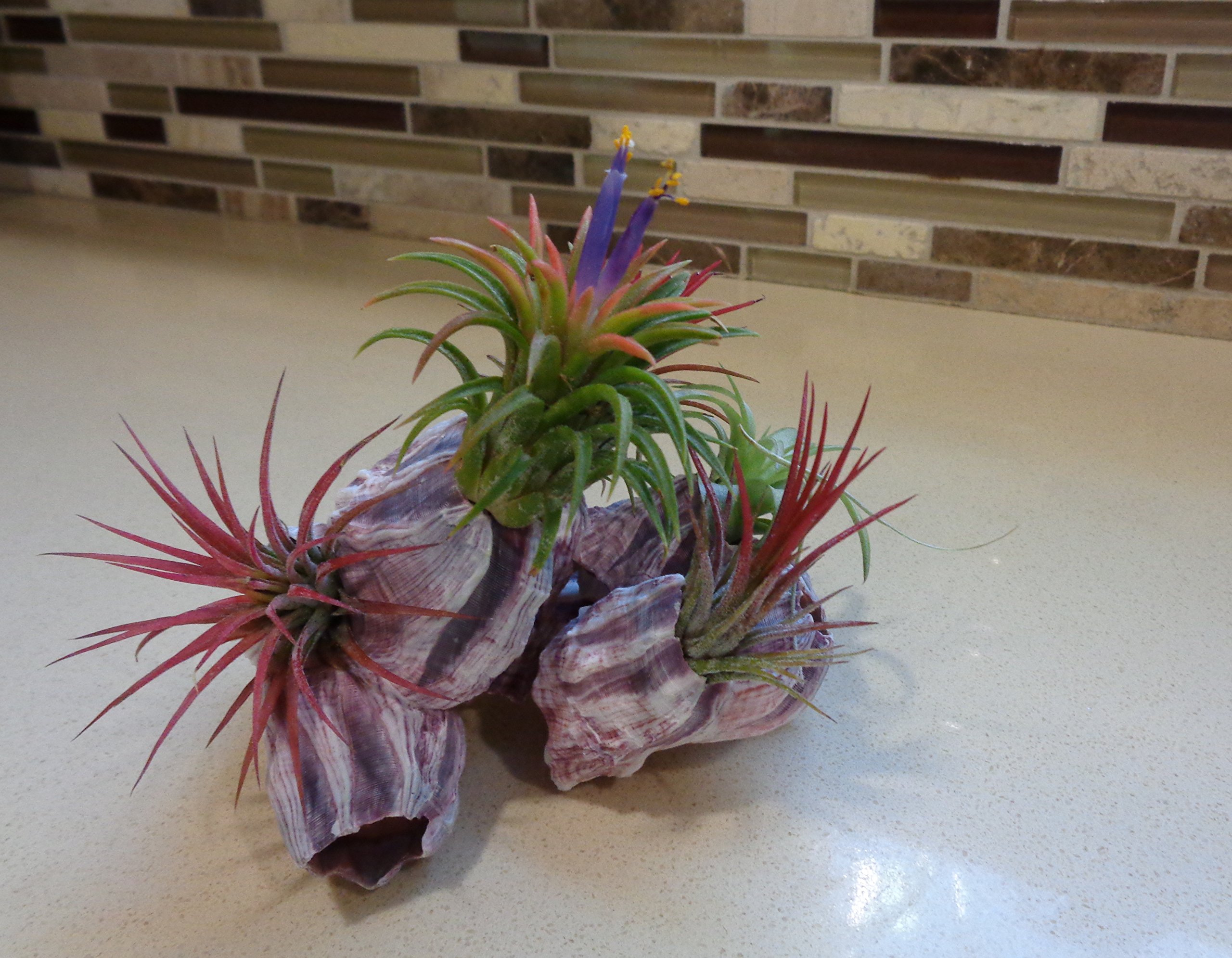 Air Plant and Purple Barnacle Kit