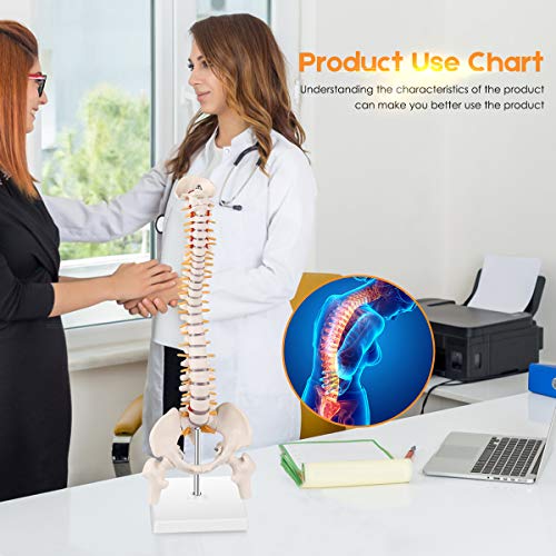 SKUMOD Human Spine Bone Skeleton Model - Human Spine Model for Medical Rehabilitation Training, Anatomical Medical Teaching Tool(15 Inch Tall)
