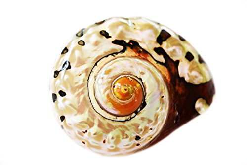 Large Polished Turbo Sarmaticus Shell (3" - 3 1/2") 1 1/2" Opening Beach Crafts Nautical Decor Large Hermit Crabs - Florida Shells and Gifts