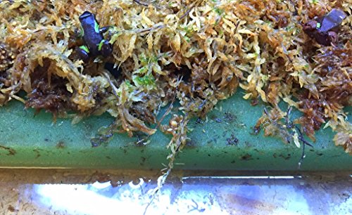 Josh's Frogs Frog Foam Terrarium Liner (12x12 Glass Terrarium)