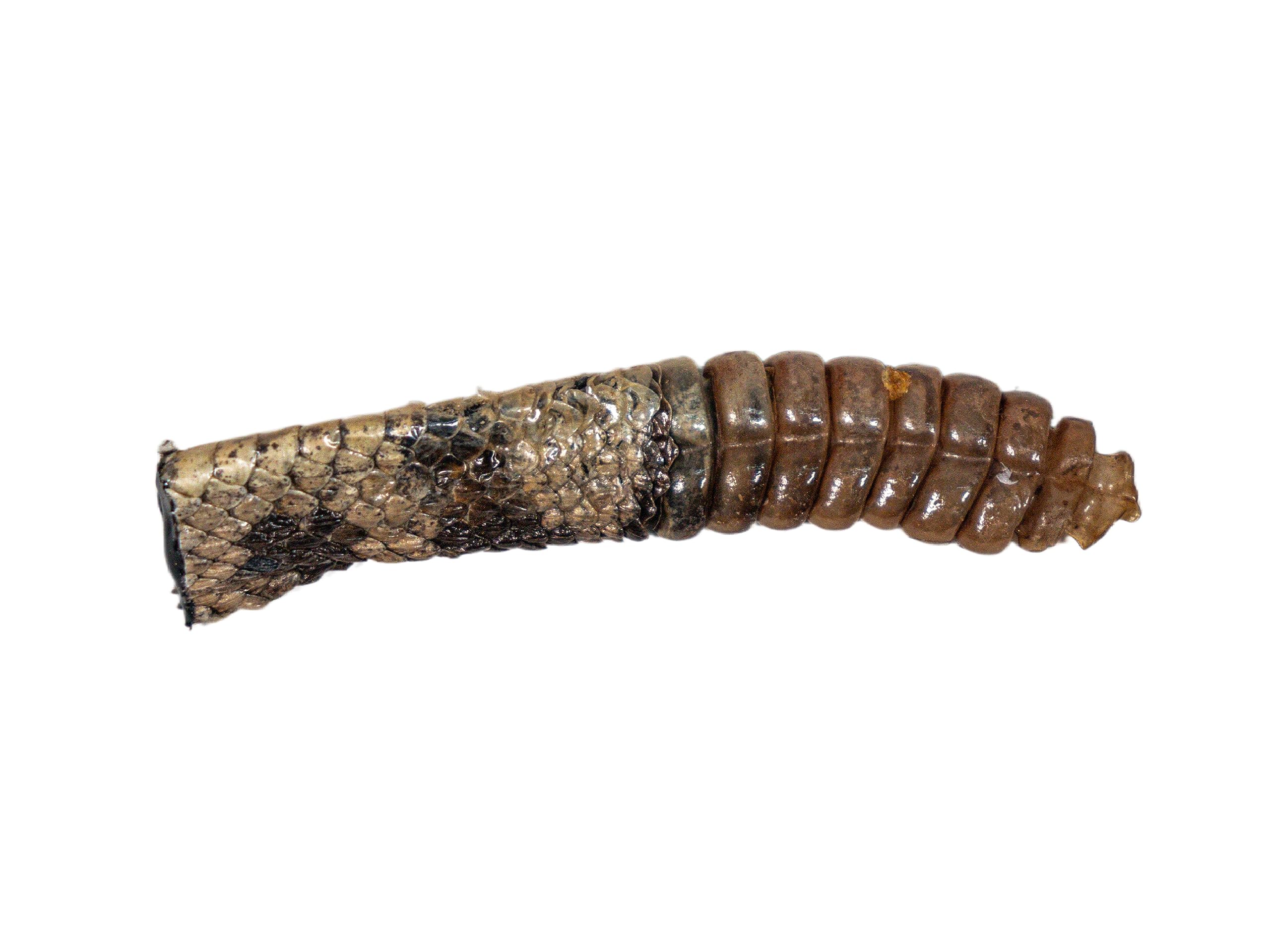 Real Rattlesnake Rattle and Tail (AZ-598-P505)