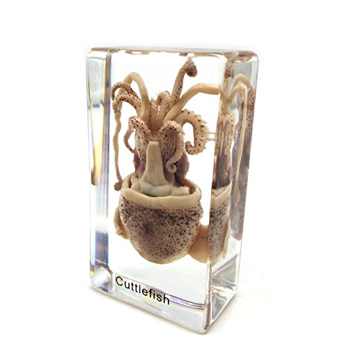 Squid Cuttlefish Specimen in Acrylic Block Paperweights Science Classroom Specimens for Science Education(2.9x1.6x1 inch)