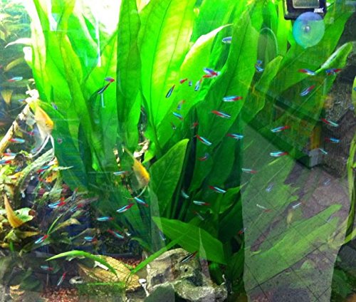 Mainam Amazon Sword Plant Echinodorus Bleheri Tall Bunch Live Aquarium Plants Freshwater Planted Tank Decorations