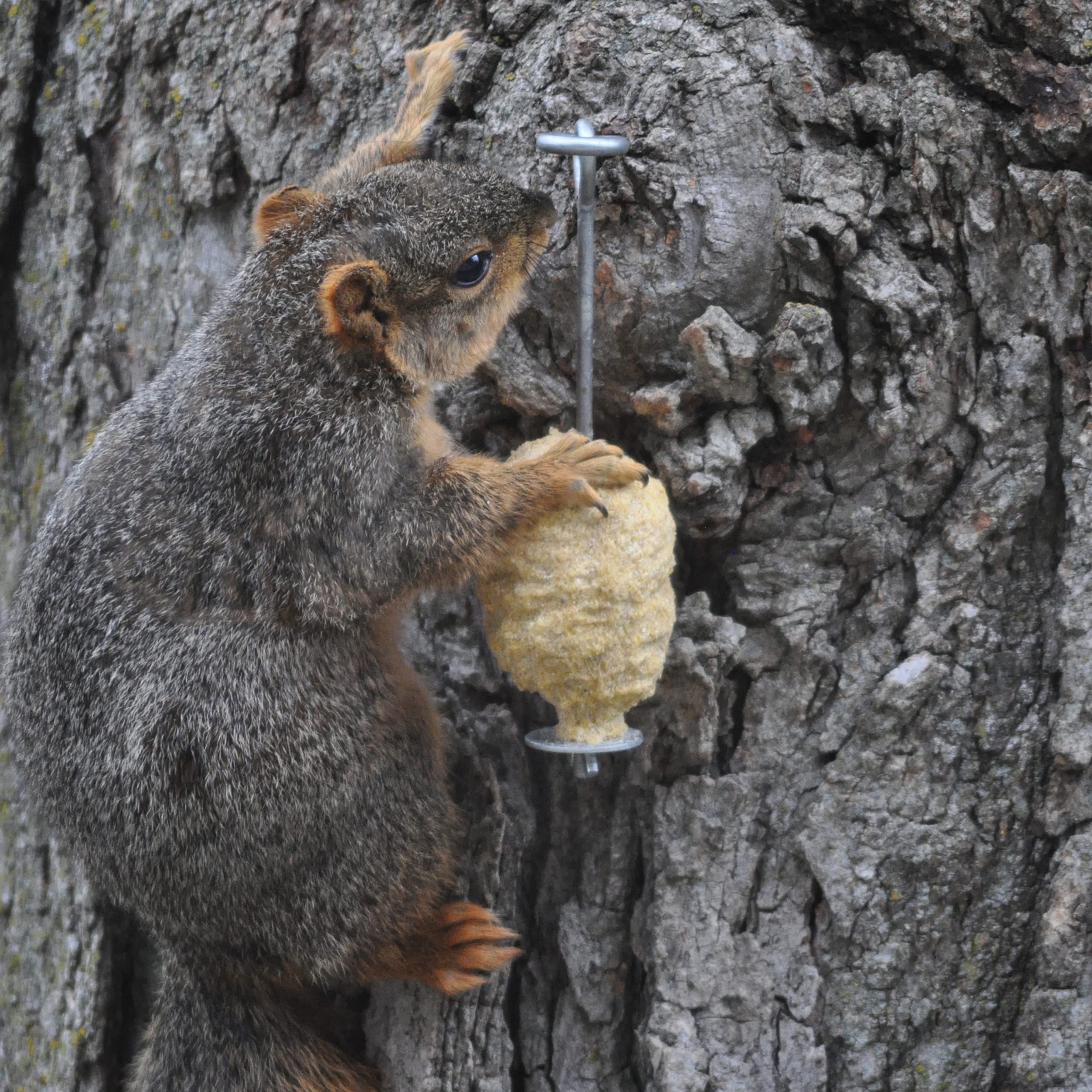 C&S Nut'n Sweet Corn Squirrelog, Single Pack Refill