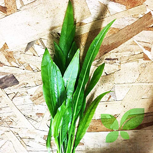 Planterest β Amazon Sword Bundle Medium Easy Background Live Aquarium Plant Decorations BUY2GET1FREE