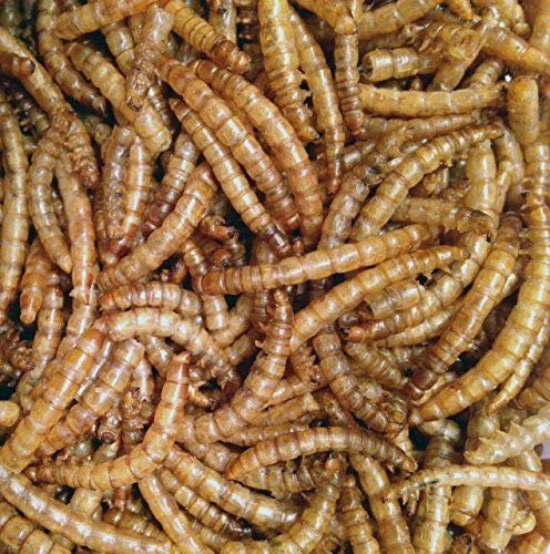 NaturesPeck Worm Combo - 10 lbs (5lbs Mealworms + 5lbs Sunworms)