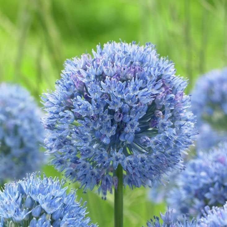 Allium Bulbs (Small) - Blue Caeruleum - 40 Bulbs - Blue Flower Bulbs, Bulb Attracts Bees, Attracts Butterflies, Attracts Pollinators, Easy to Grow & Maintain, Fragrant, Container Garden