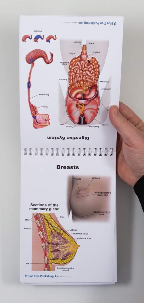 Female Anatomy (Flip Chart)