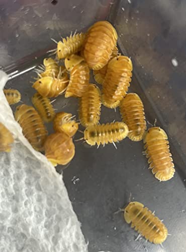 Bugzy Bugs Blonde Rubber Ducky 6 Count Cubaris Isopods Roly Poly Cleanup Crew Feeders for Terrarium Reptile Insect Pet Food