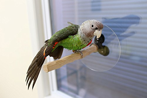 Window NU Perch for Small to Medium Parrots