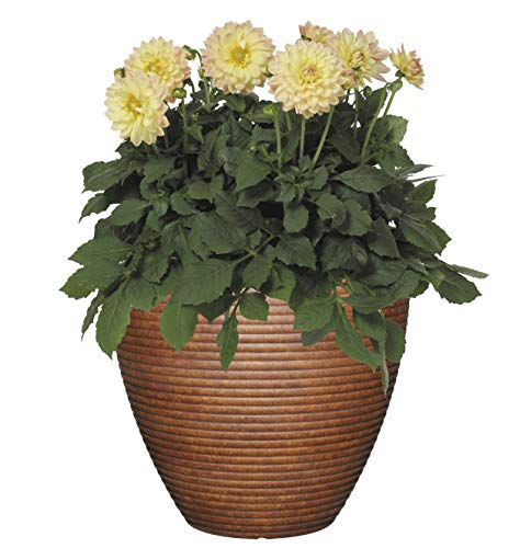 Classic Home and Garden 3/803P/1 Premiere Collection Planter, Paragon 12", Parchment