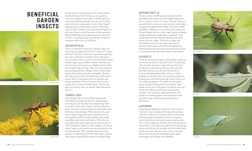 Companion Planting for Beginners: Pair Your Plants for a Bountiful, Chemical-Free Vegetable Garden