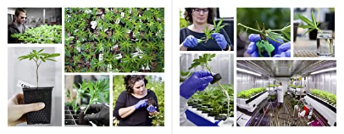An American Cannabis Story
