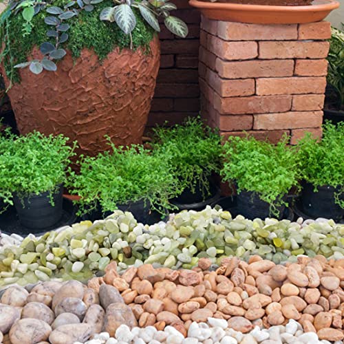 YISZM 2 LB Succulent and Cactus Jade Pebbles, 3/8 Inch Natural Decorative Polished Stones, River Rocks for for Indoor Plants, Vases, Planters and Outdoor Gardening