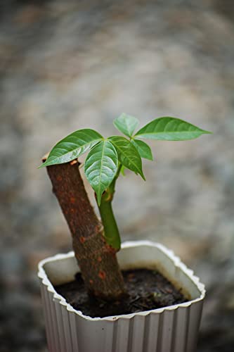 Bamboo Bonsai Plant Potting Soil Mix Peat Moss & Perlite (½ Gallon / 2 quarts). Repot Ficus, Lucky Bamboo Soil