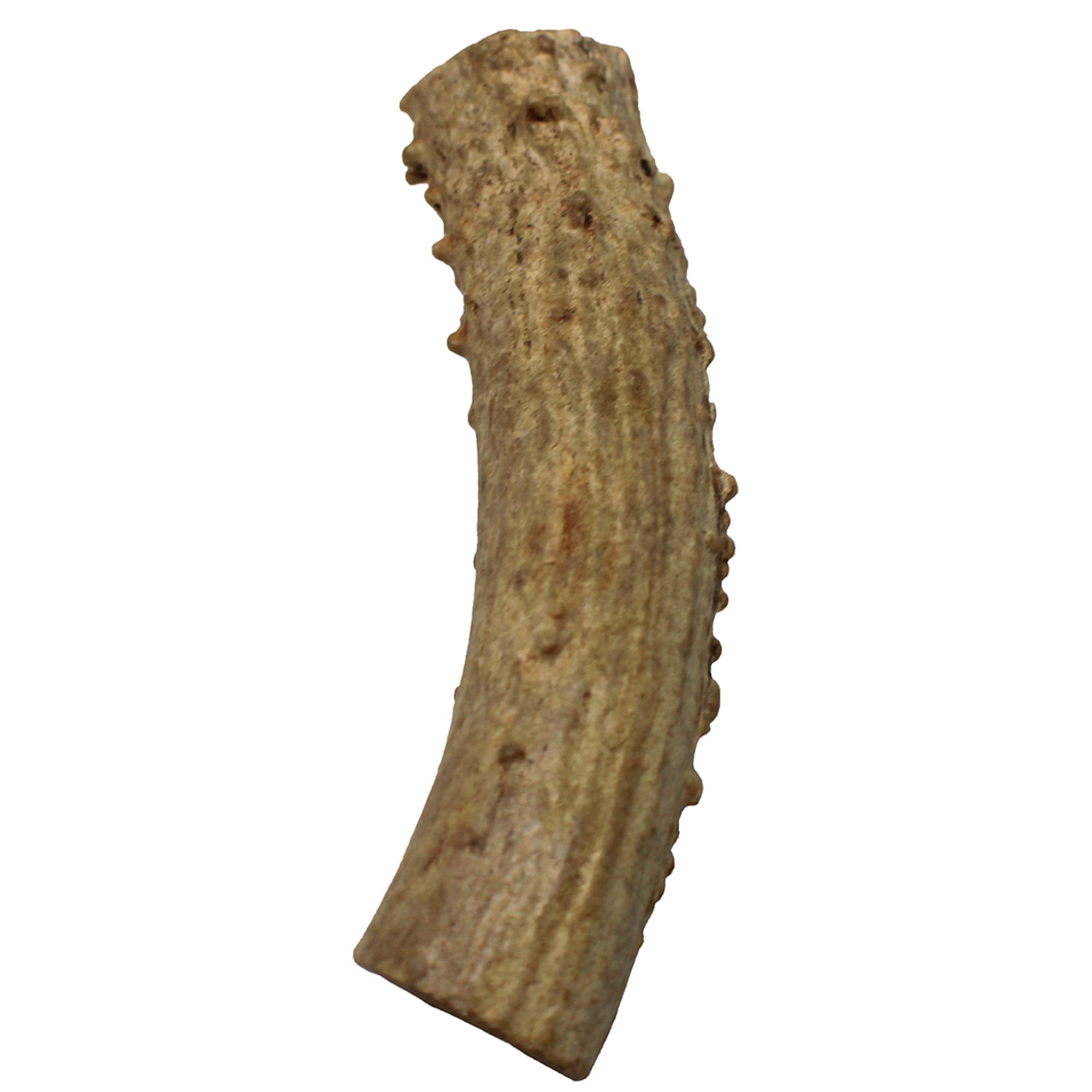 CHEW CHIEF Deer Antler Dogs Medium Breeds - Premium Quality Dog Antlers for Aggressive Chewers - Naturally Shed Dog Chew Antlers - Dog Antler Chews (1 Pack)