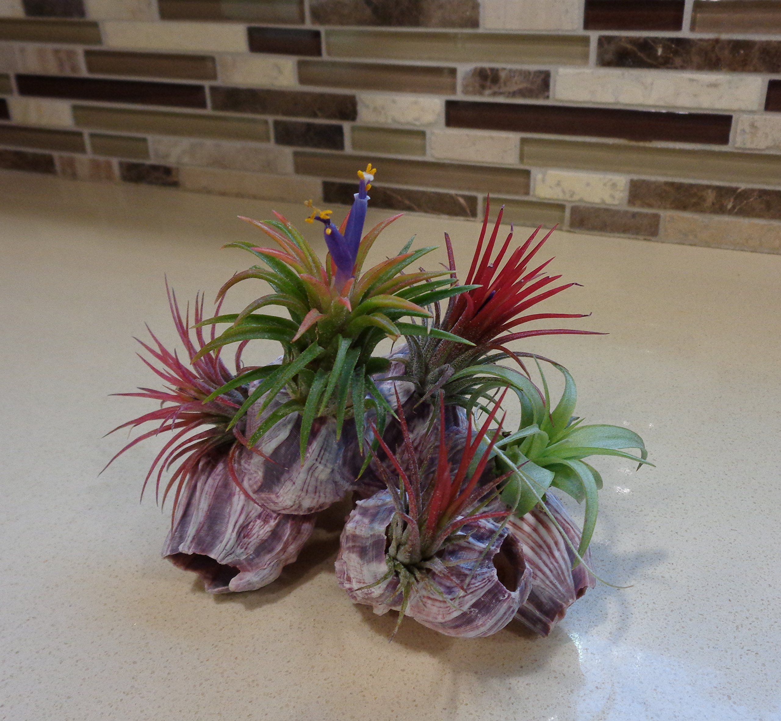Air Plant and Purple Barnacle Kit