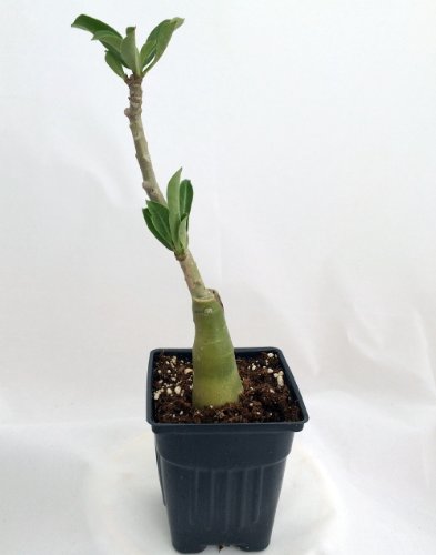 Better Gold Desert Rose Plant - Adenium - House Plant/Bonsai - 4" Pot