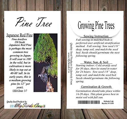 Big Pack Bonsai Tree Seeds - Japanese RED Pine Tree (150 Seeds) - Pinus densiflora Pine Tree Seeds - Non-GMO Seeds by MySeeds.Co (Big Pack - Japanese Red Pine)