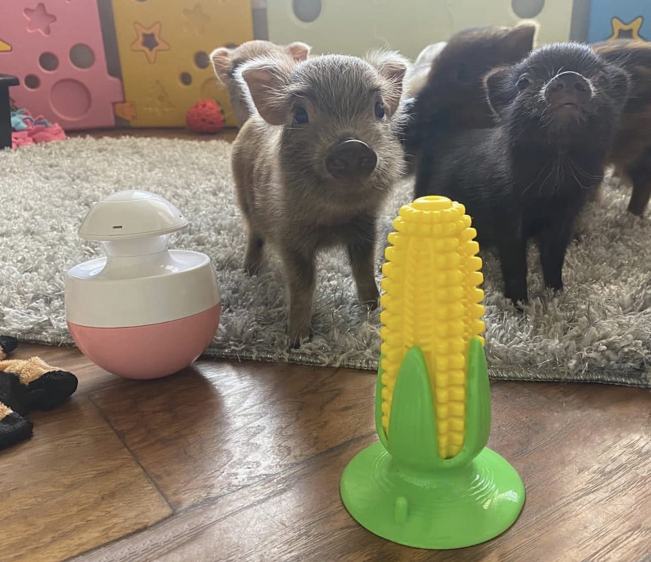 Corn-Shaped Dental and Treat Stick for Dogs Puppies Pigs Rabbits and Other Small Animals