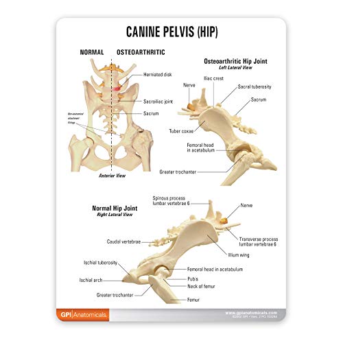 GPI Anatomicals - Canine Pelvis Model, Normal and Osteoarthritic Hip Joint Bones for Anatomy and Physiology Education, Anatomy Model for Veterinarianās Offices and Classrooms, Medical Study Supplies