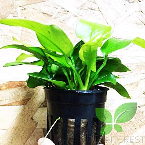 Planterest β Anubias Nana Golden Potted Easy Live Aquarium Plant Decorations BUY2GET1FREE