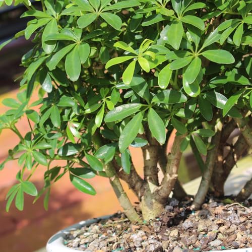 Brussel's Live Hawaiian Umbrella Indoor Bonsai Tree - 8 Years Old; 10" to 14" Tall in Decorative Container