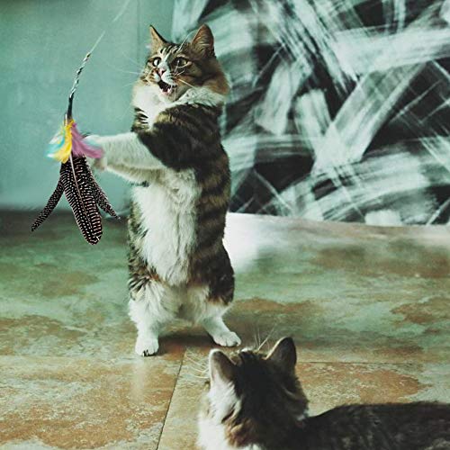 Highland Farms Select Handmade Natural Feather Cat Toy Dah Bird Refills - Interactive Cat and Kitten Toy - 6 Pack