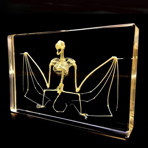 Taxidermy Real Bat Skeleton Specimens Science Classroom Specimen for Science Education