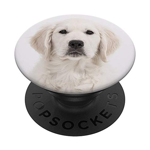 White Golden Retriever