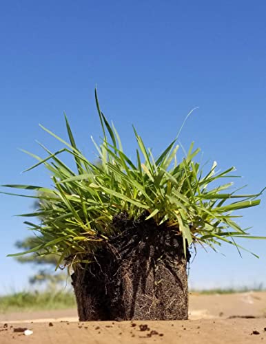 Zoysia Plugs - 100 Large Plugs, Drought Tolerant, Low Maintenance