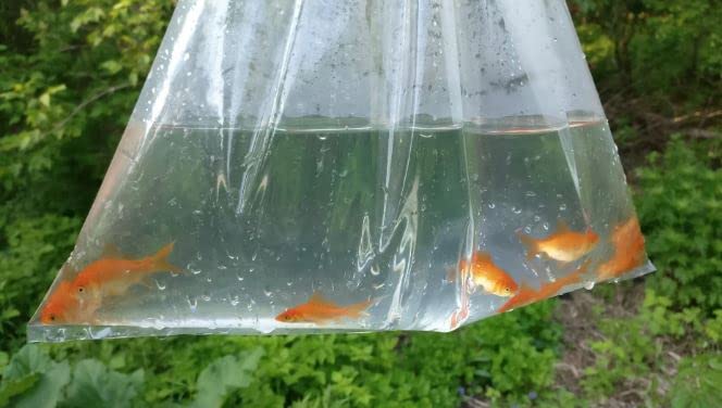 Toledo Goldfish Live Comet Common Feeder Goldfish for Ponds, Aquariums or Tanks β USA Born and Raised β Live Arrival Guarantee β 0.75 to 1.5 inches, 10 Fish