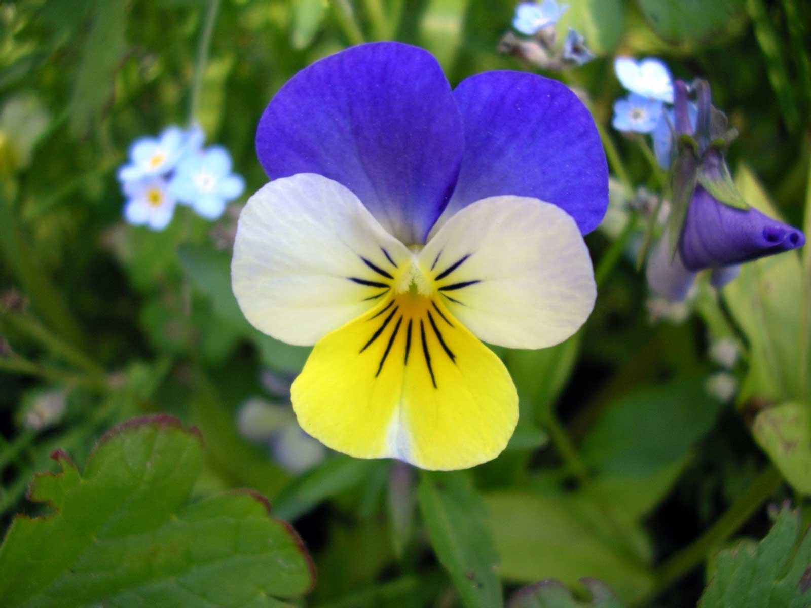 Viola Tricolor Helen Mount | Johnny Jump Up | Heartsease | 200_Seeds