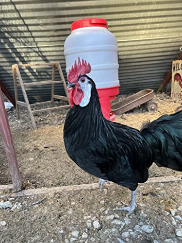 White Face Black Spanish Fertile Chicken Hatching Eggs, Fertile Eggs