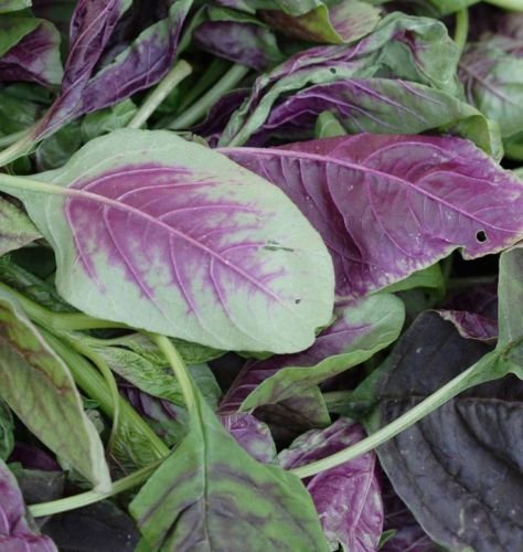 tek7070 350++ Red Amaranth Seeds, Chinese Spinach Seeds Amaranth, Yin Cho or Callaloo