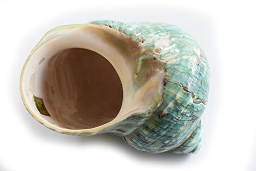 X-Large Polished Jade Turbo (3 1/2"- 4") 1 3/4" Opening Beach Crafts Nautical Decor Large Hermit Crabs - Florida Shells and Gifts