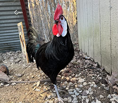 White Face Black Spanish Fertile Chicken Hatching Eggs, Fertile Eggs
