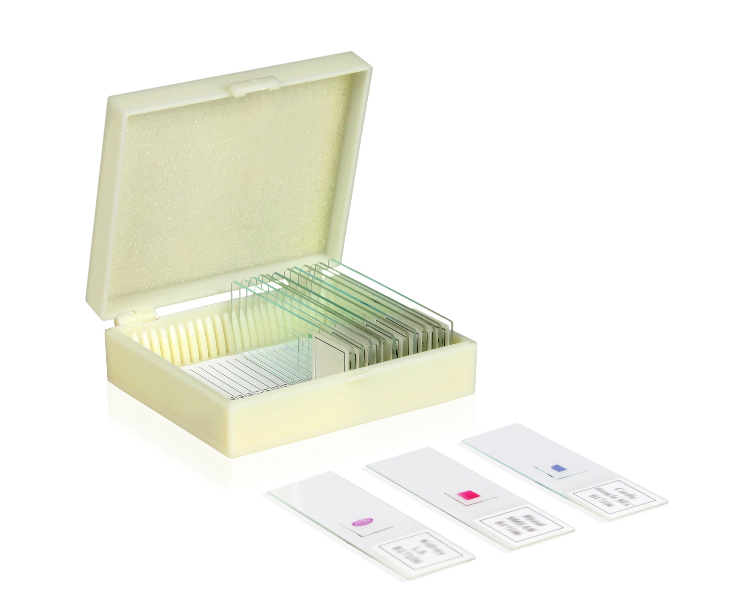 Vision Scientific VSH113 Prepared Slide Set â Apologia Biology Series (Set of 16) | Slotted Slide Case for Convenient Storage | Slides are Clearly Labelled | Specimens are Cover Slip Sealed