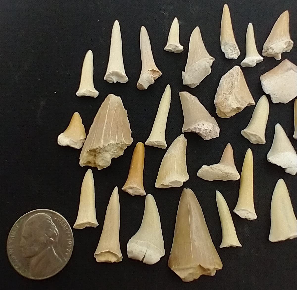 Universal Specialties Shark Teeth in Bag Genuine Fossilized Specimens Perfect for Classroom Lessons Arts and Crafts Necklaces and Play Excavation Sites Real Authentic Eocene Morocco Tooth Approx. 30
