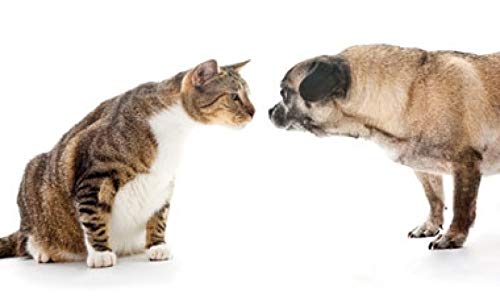 cat Digestive Support - PROBIOTICS for Pets - Dogs Cats - Bad Gas and Breath Treats - Advanced Immune Boost - cat probiotics for Diarrhea - 2 Bottles (120 Treats)