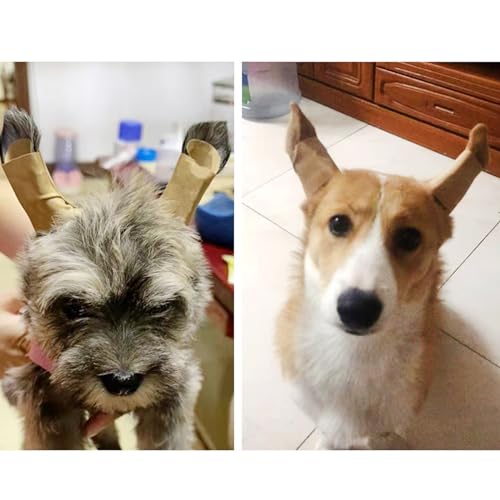 CDQL Dog Ear Stand Sticker Up Support Tool, Fix Dog Ear Posture, Comfortable and Easy to Use, Ideal for Doberman, Samoyed, Great Dane, Prevent Sweating and Itching (10 * 5cm)