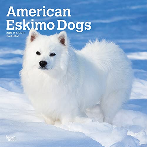 American Eskimo Dogs 2022 12 x 12 Inch Monthly Square Wall Calendar, Animals Dog Breeds DogDays