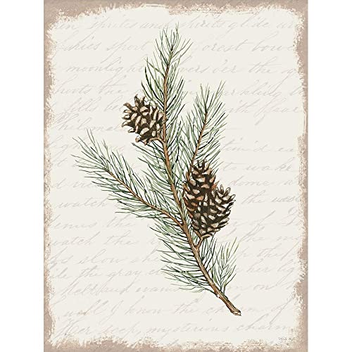 ArtDirect Pine Cone Botanical II 15x18 Gallery Wrapped Canvas Museum Art by Jacobs, Cindy