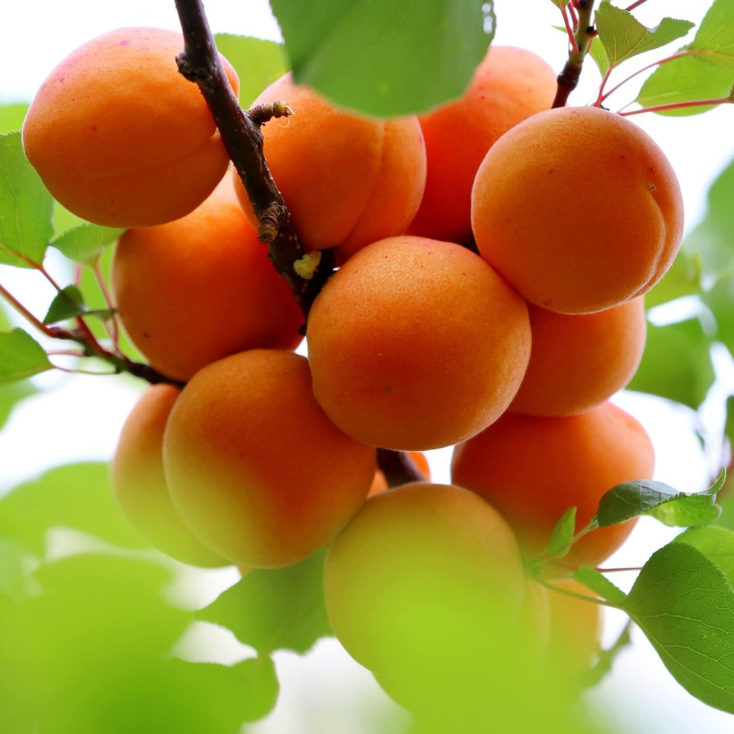 Apricot Tree Live Plant, 2-3 Feet Bare Root Live Plant for Planting, Dormant in Winter and Early Spring