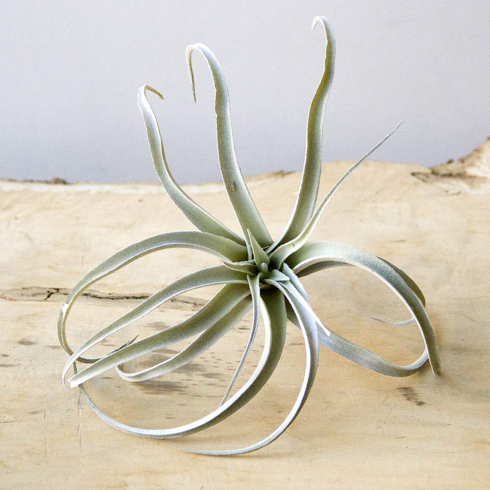 CHIVE Artificial Air Plants — Bulk Set of 5, Large — Ultra Realistic Fake Tillandsia Bromeliad Plants — Decorative Faux Succulents for Home & Office Decor — No Care Needed!